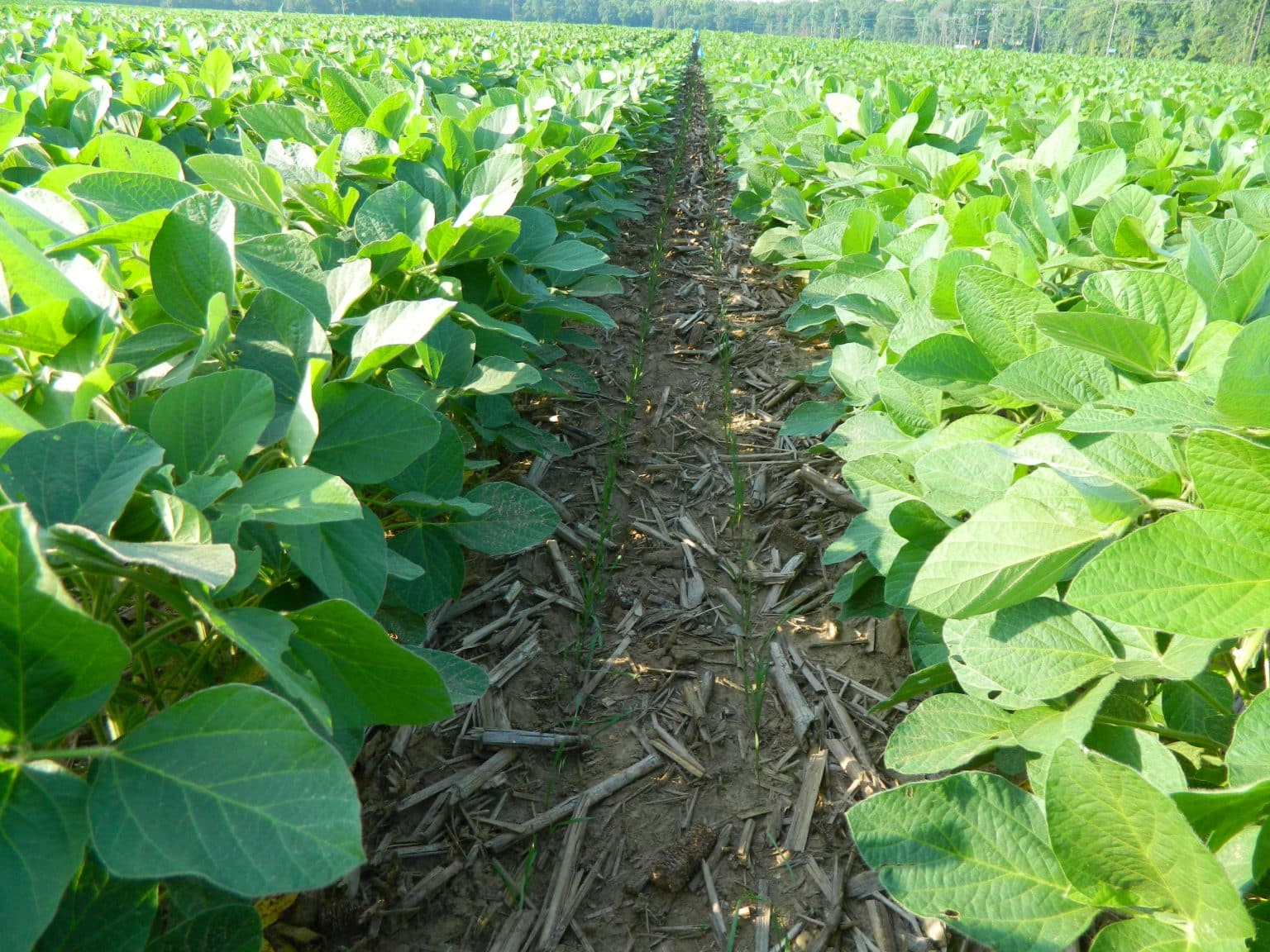 Cover Crop Decision Tool