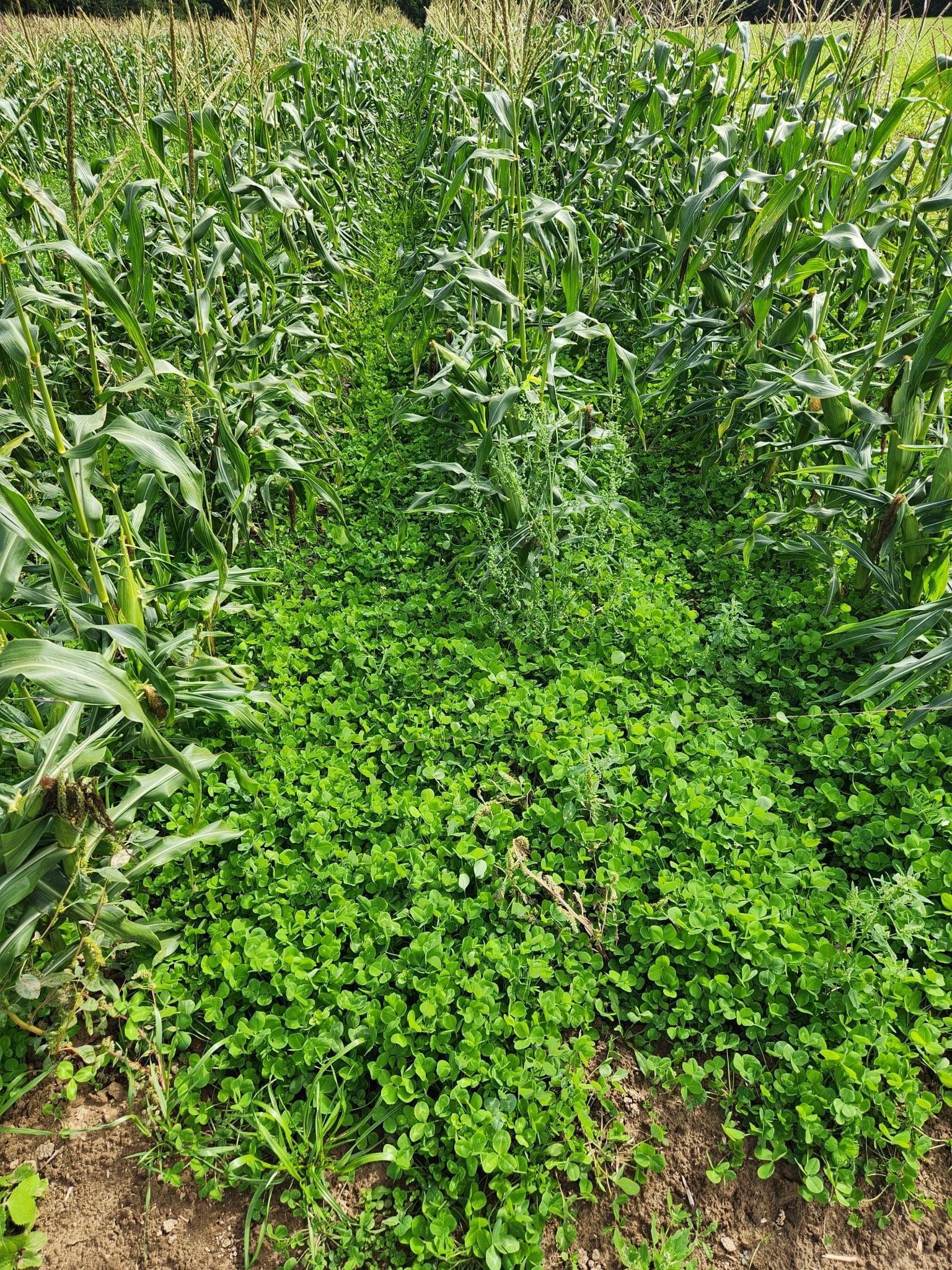 2026 No-Till & Cover Crop Conference - Northeast Cover Crops Council